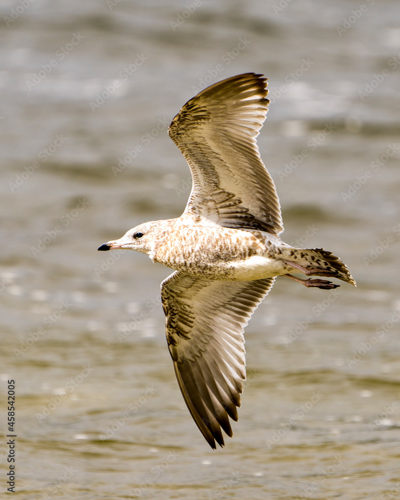 Seagull close-up profile view flying over water with spread wings with ...