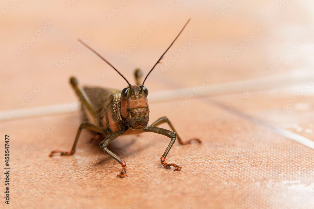 grilo, inseto, macro, fotografia, macro fotografia, asa, perna, antena ...