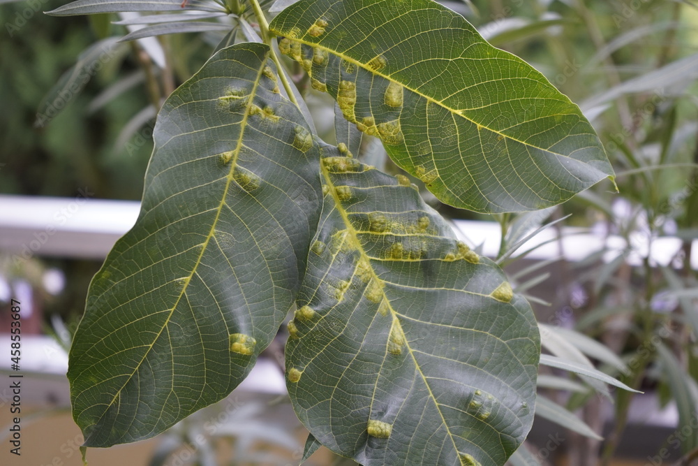 Damage caused on wallnut tree leaves by the Walnut gall mite (Phytotus ...