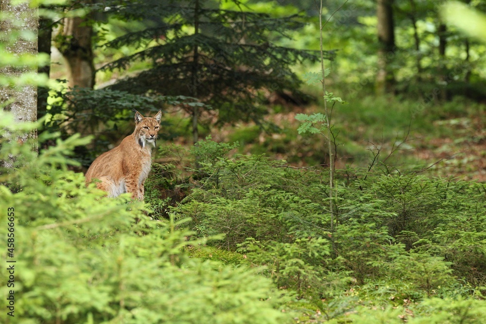 Euroasian lynx in the bavarian national park in eastern germany ...