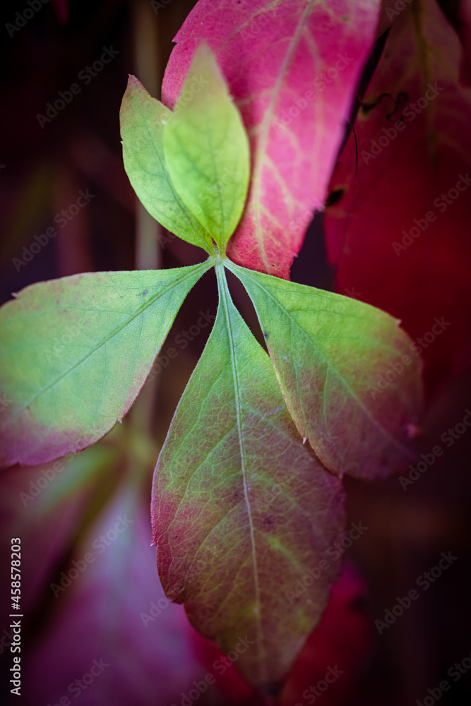 Beautiful Virginia creeper also called five-finger Ivy leaves as autumn ...