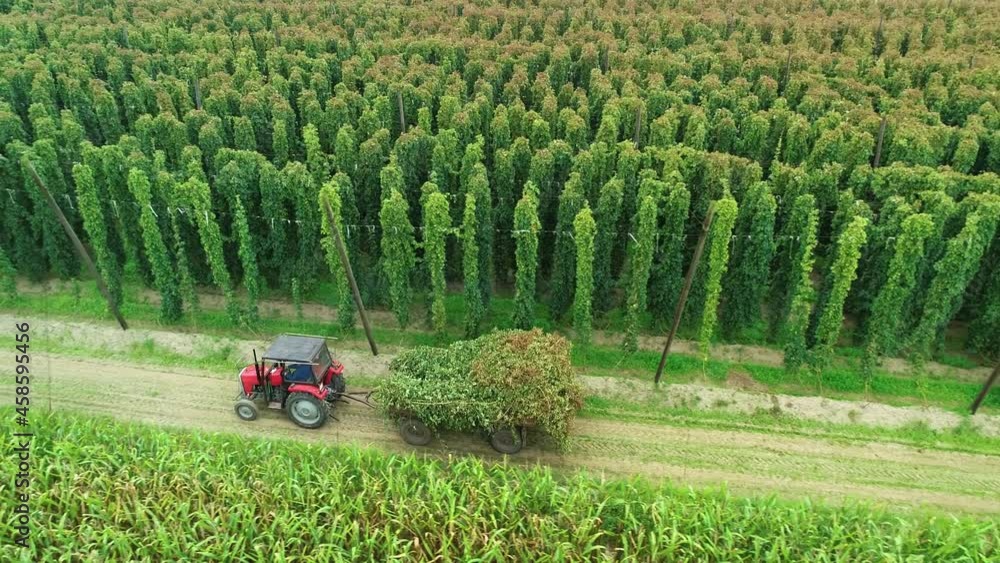 Hops field aerial view. Huge hops plantation during harvesting. Tractor ...
