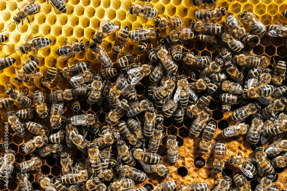 Bees convert nectar into honey. Close-up, macro view. Bee brood - eggs ...