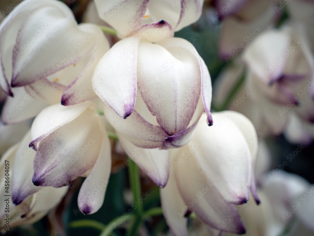 Yucca Elephantipes (Spineless Stick Yucca) flower Stock Photo | Adobe Stock