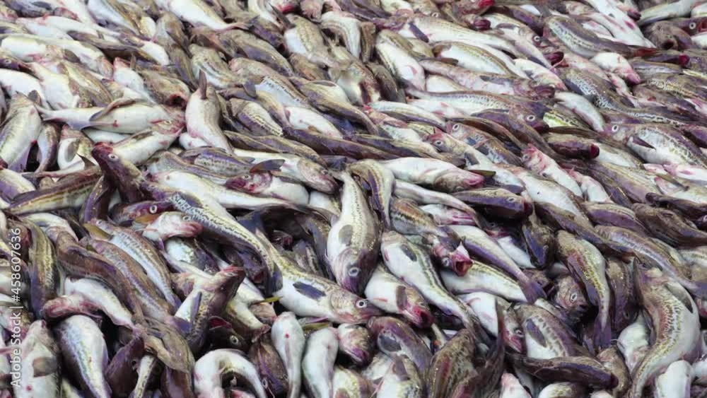 Processing of freshly caught sea fish. Close-up. The caught pollock ...