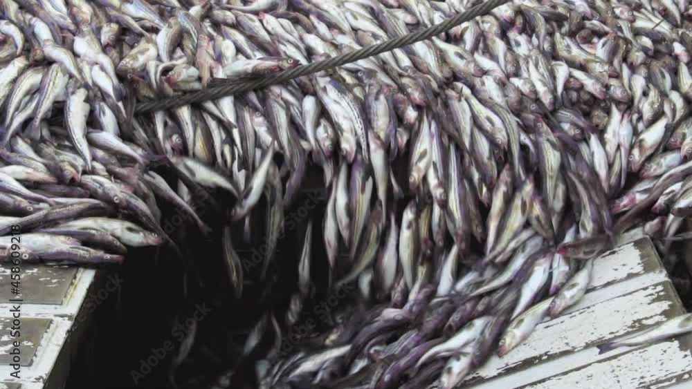 Marine fishing vessel. Close-up. Freshly caught pollock fish is dumped ...