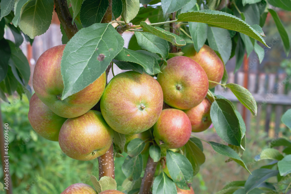 Apples ripen on a columnar apple tree, many apples turn red on the ...
