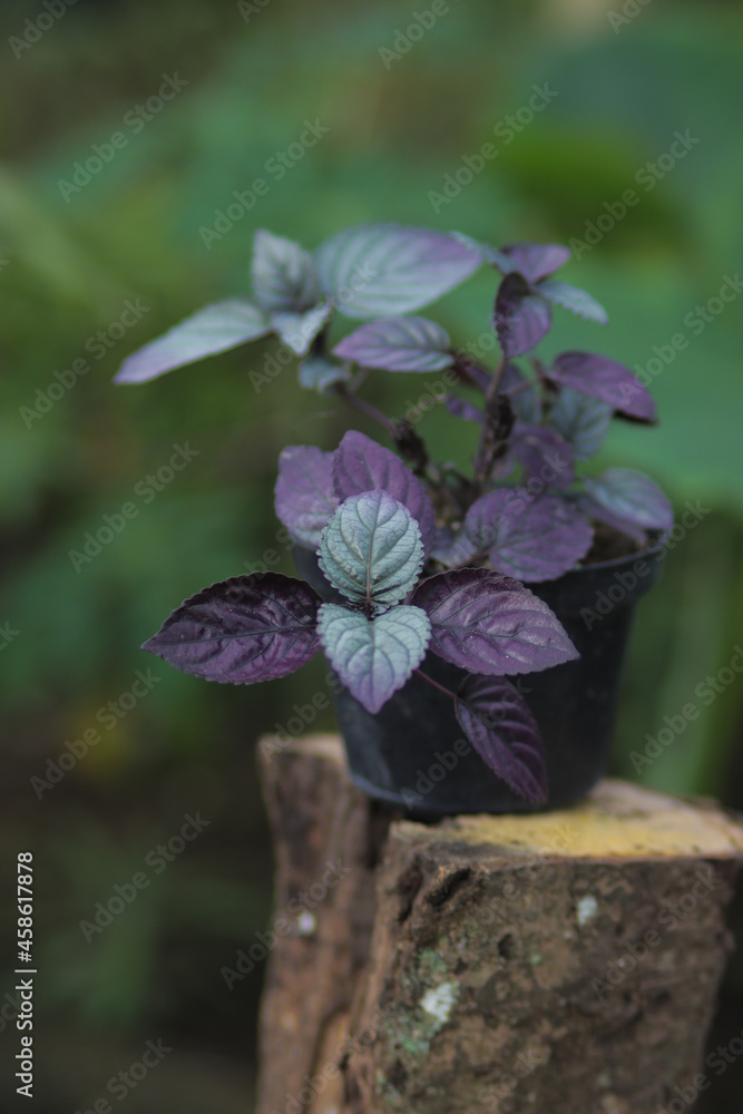 Red Flame Ivy (Hemigraphis colorata) with Purple and green leaves stock ...