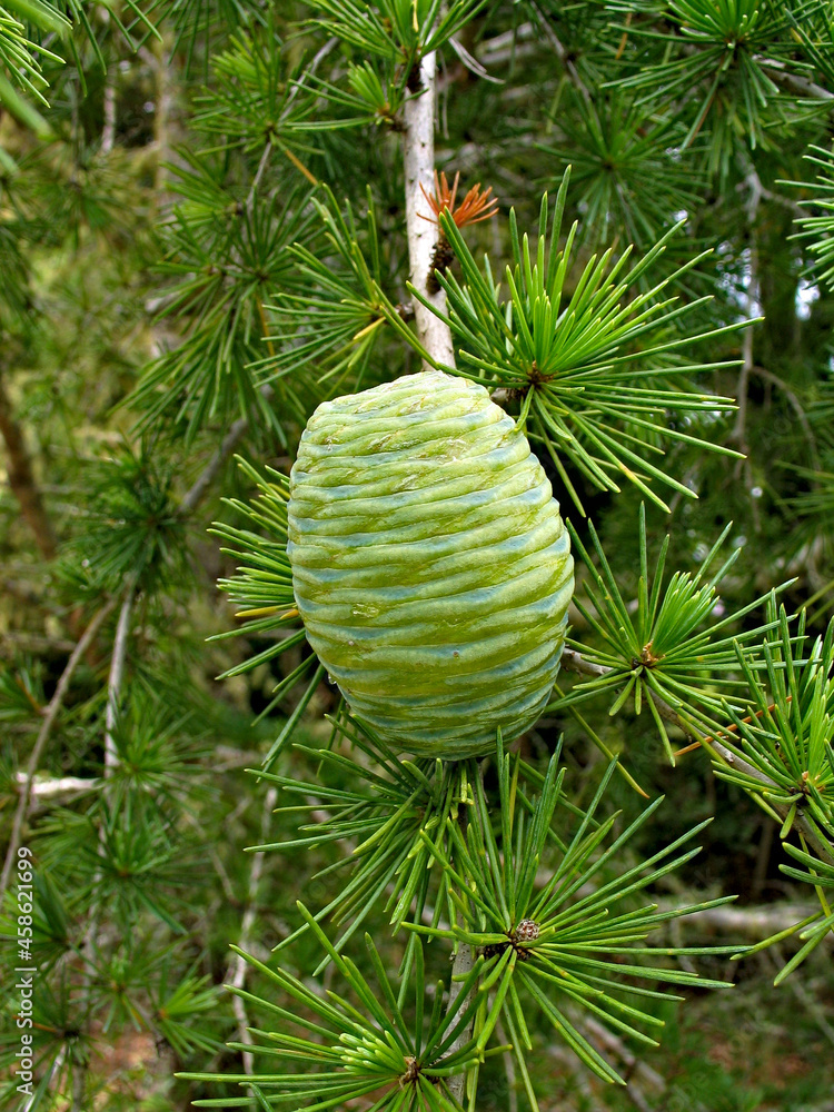 Cedrus deodara, cone of Himalayan cedar, holy tree of Hindu religion ...