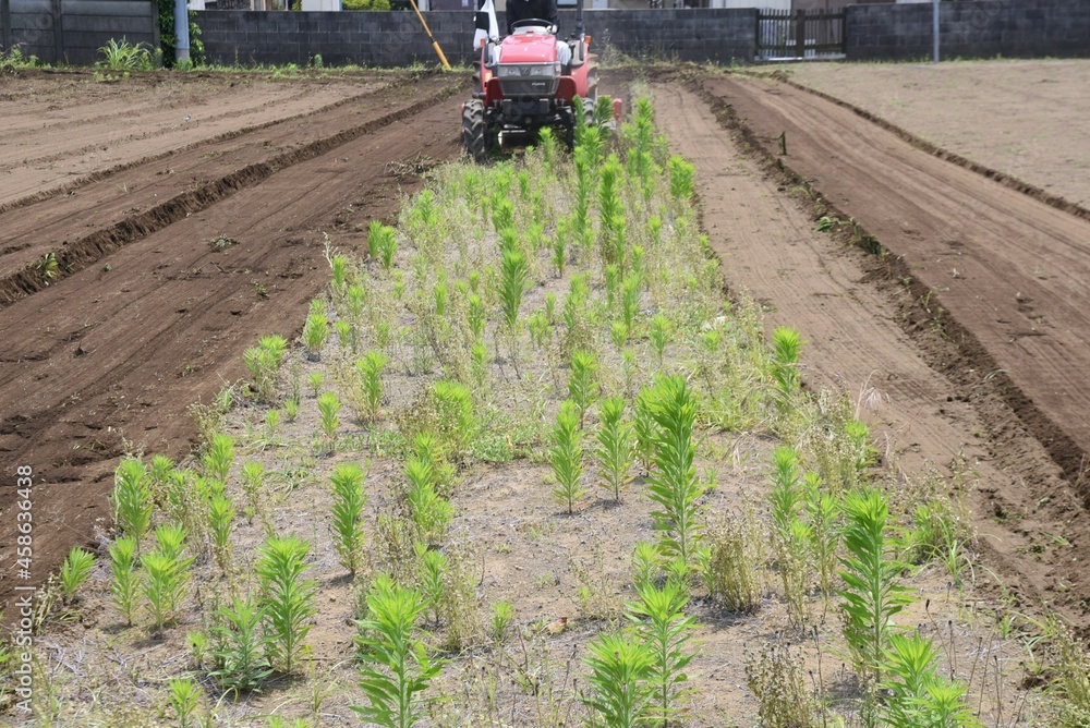 Agricultural work scenery. A scene of cultivating a field with a ...