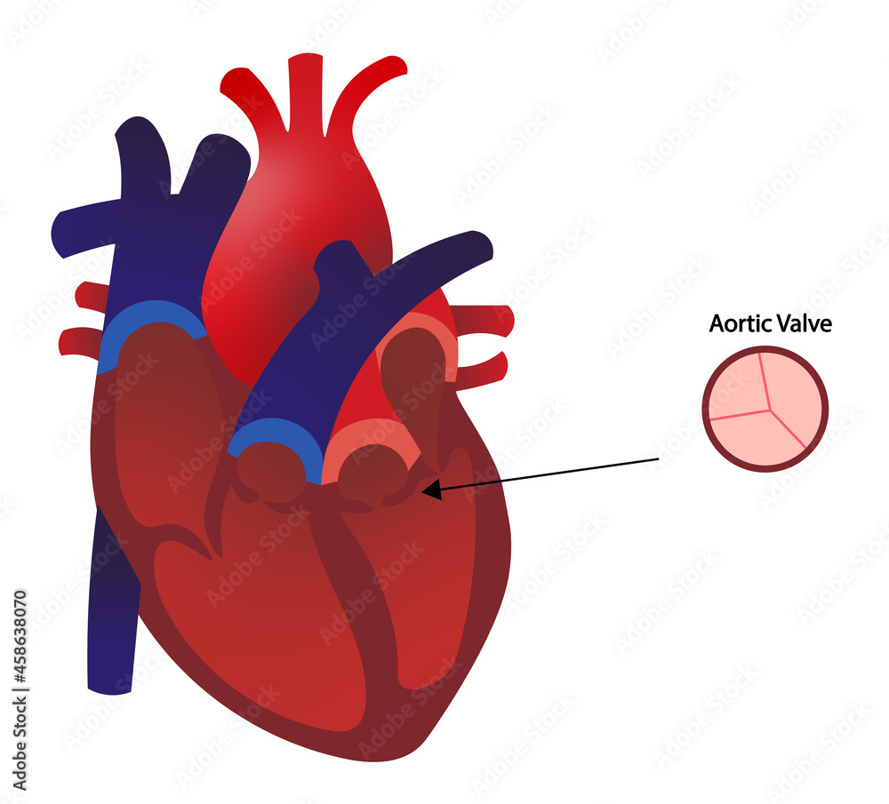 Aortic Valve of the Humans Heart. Valve anatomy position. Stock ...