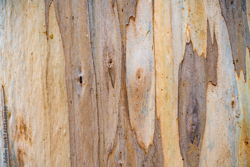 Colorful Eucalyptus bark background. Eucalyptus tree texture. Stock ...