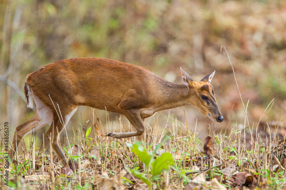 Foto de Indian Muntjac Deer stalking along a road eating the green ...