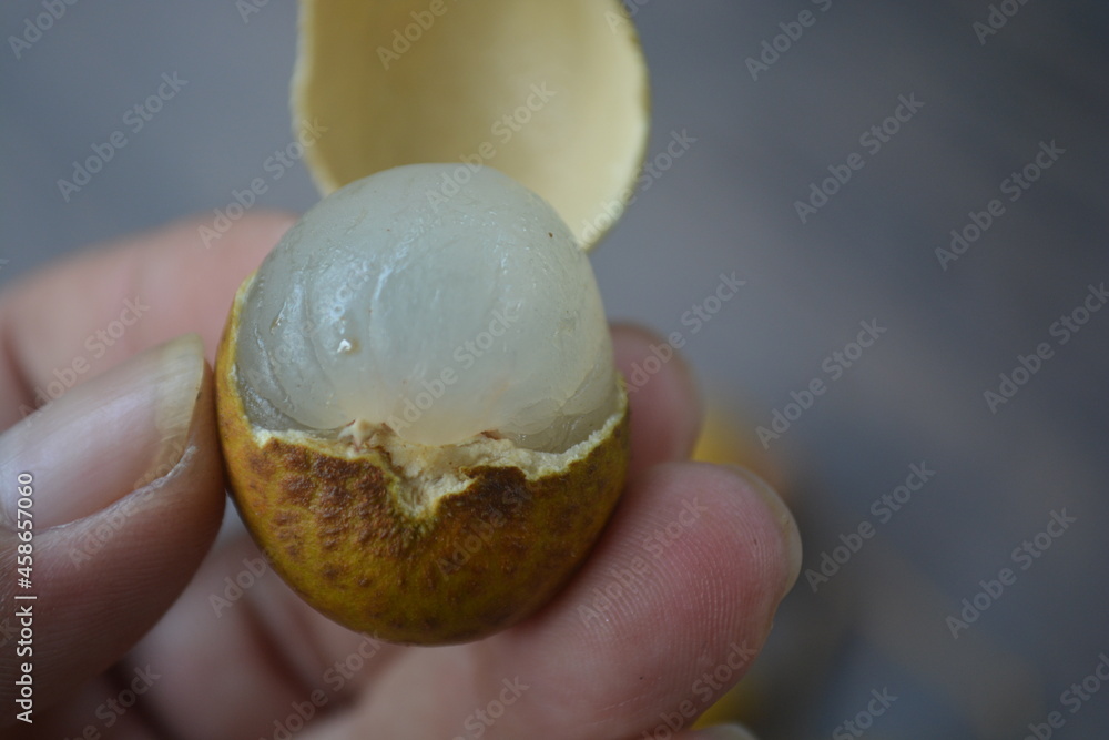 Dimocarpus longan, commonly known as the longan is a tropical tree ...
