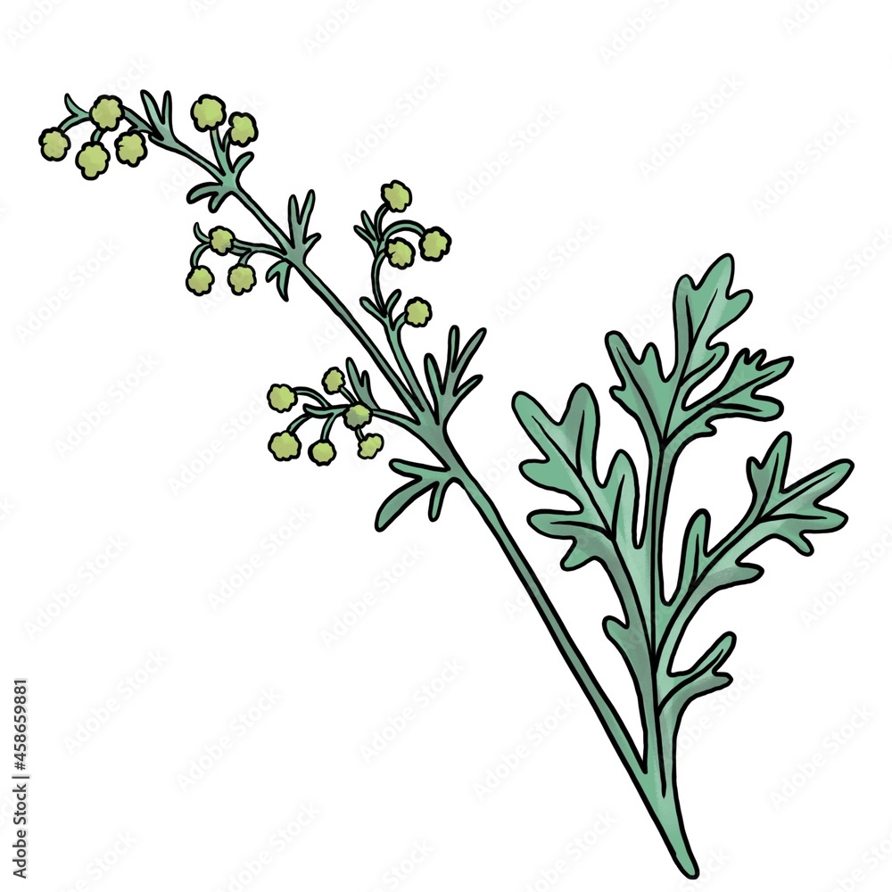 drawing plant of wormwood, Artemisia absinthium, isolated at white ...