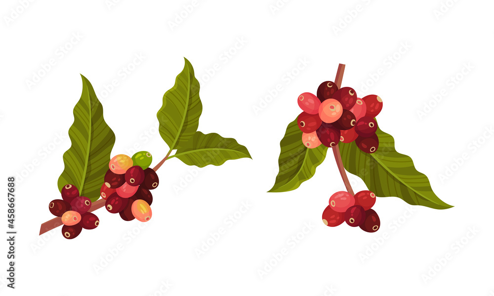 Branches of coffee plant with ripe fruits set vector illustration Stock ...