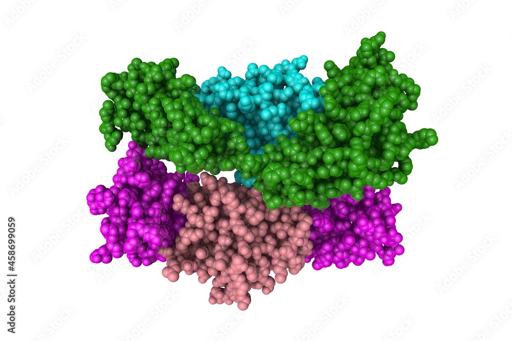 Space-filling molecular model of human interleukin-18 (IL-18) receptor ...