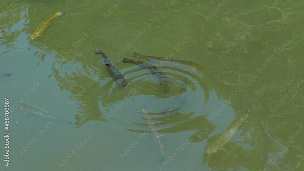 Vidéo Stock Large trouts swimming in a transparent pond slow motion top ...