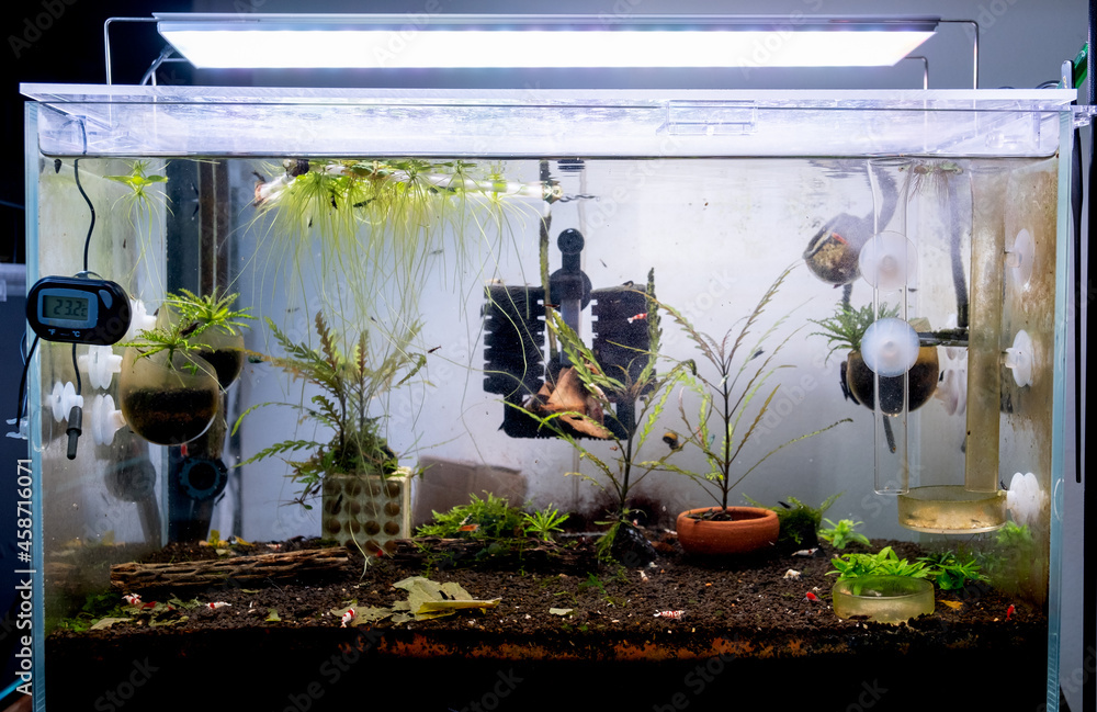 Red bee dwarf shrimp freshwater aquarium tank with light on top show ...