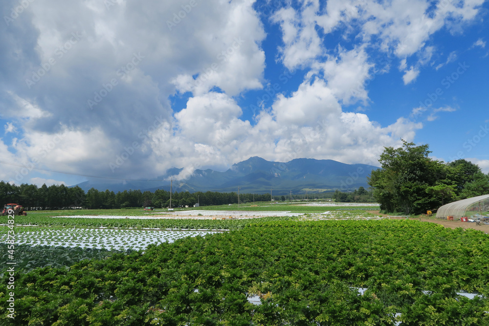 Vegetable farms with blue sky and white clouds in Nobeyama, Nagano ...