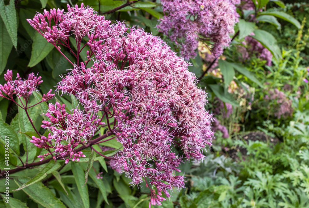 Cluster of Eutrochium purpureum, commonly known as purple Joe-Pye weed ...