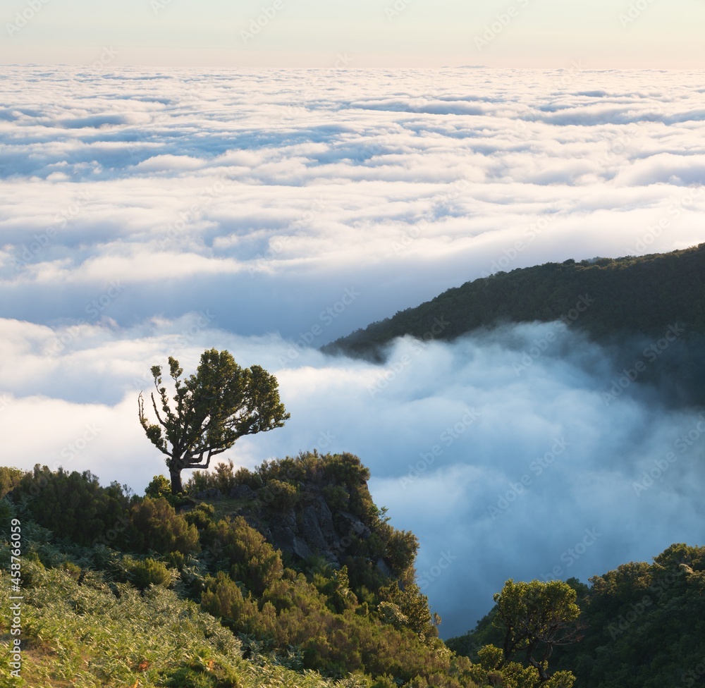 Magical endemic laurel trees in Fanal laurisilva forest in Madeira ...