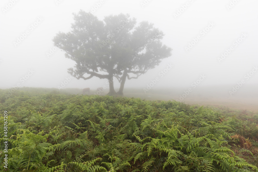 Magical endemic laurel trees in Fanal laurisilva forest in Madeira ...