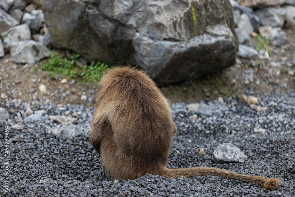 Cute monkeys are playing together and walking through the nature ...