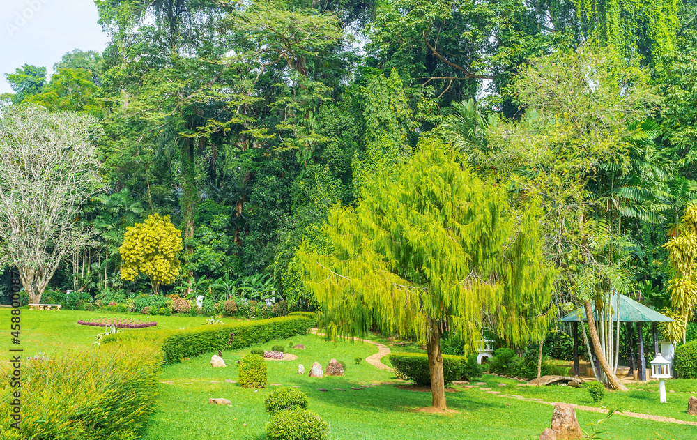 Trees of Sri Lanka, Royal Botanical Garden in Kandy Stock Photo | Adobe ...