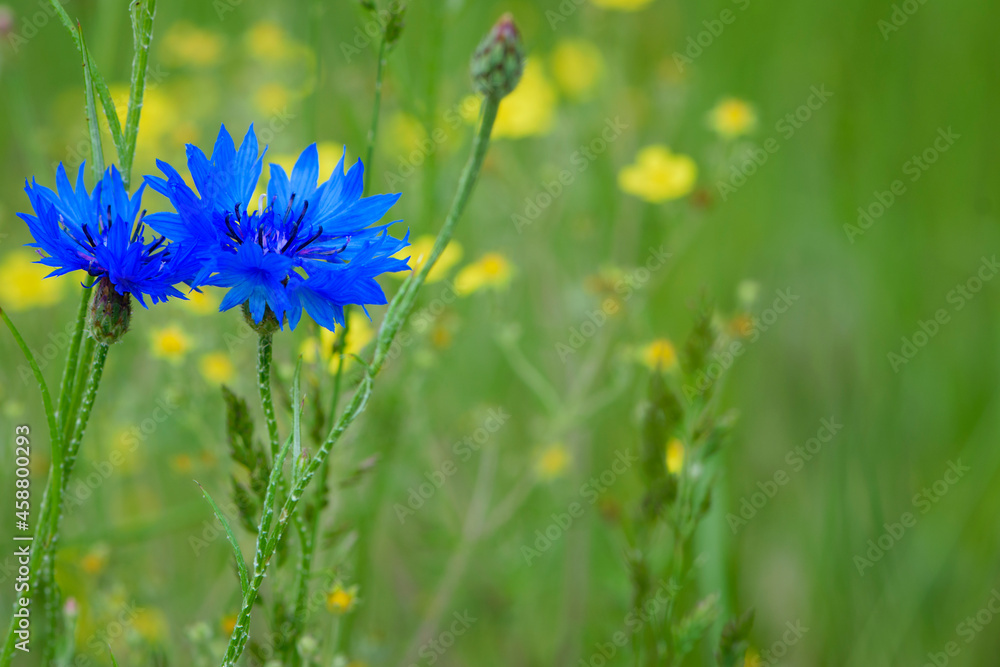 Rare Blue Flower