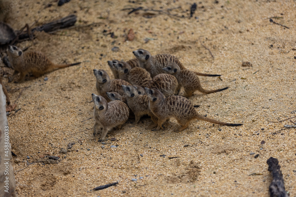 So many cute meerkats at one place. They are running and playing ...