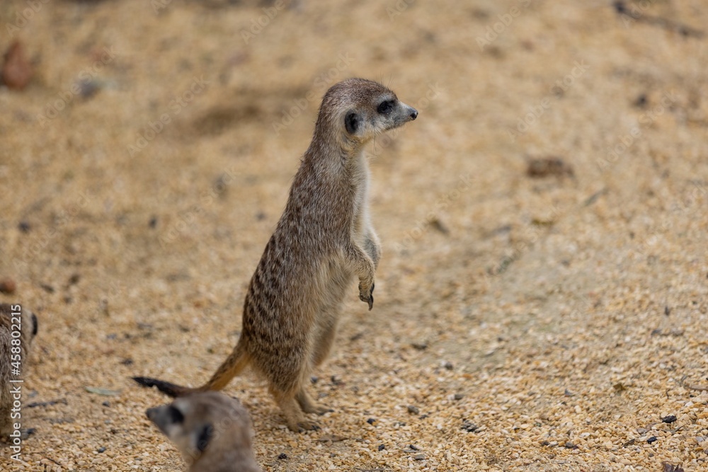 Foto de So many cute meerkats at one place. They are running and ...