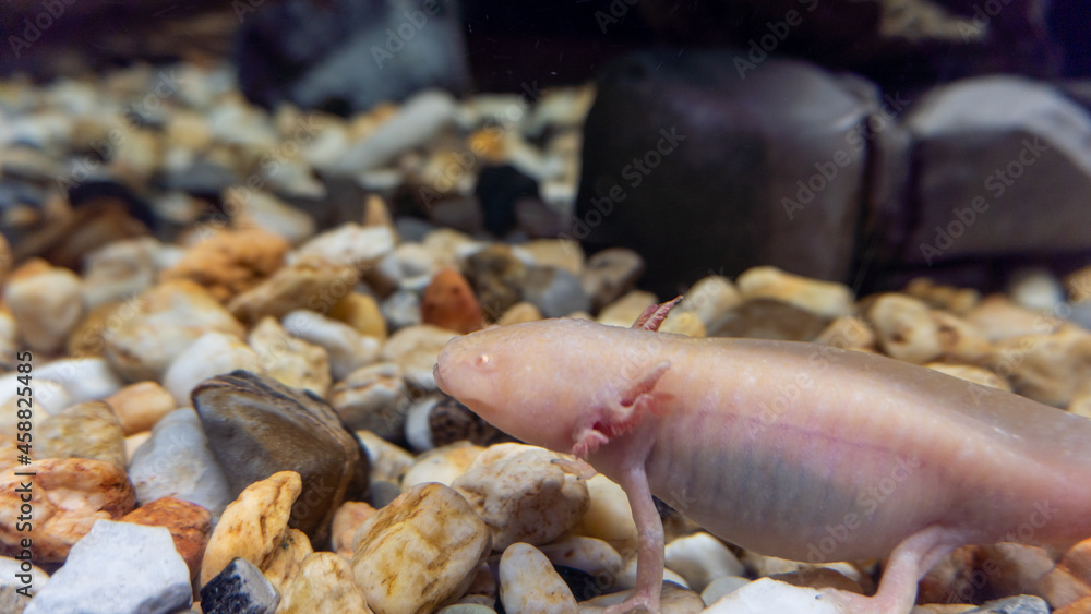 Axolotl floats in the aquarium close up. Ambystoma mexicanum. Stock ...