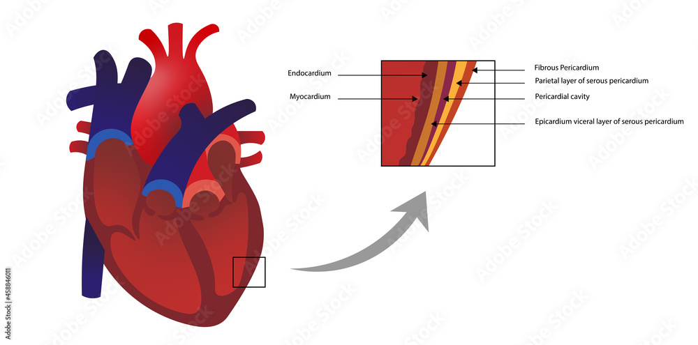 Layers of the Heart Walls. Endocardium and myocardium layers. Stock ...
