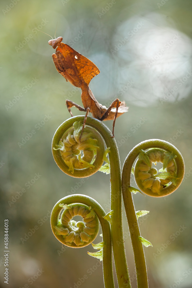 Deroplatys Truncata Original Mantis from Borneo Island Stock Photo ...