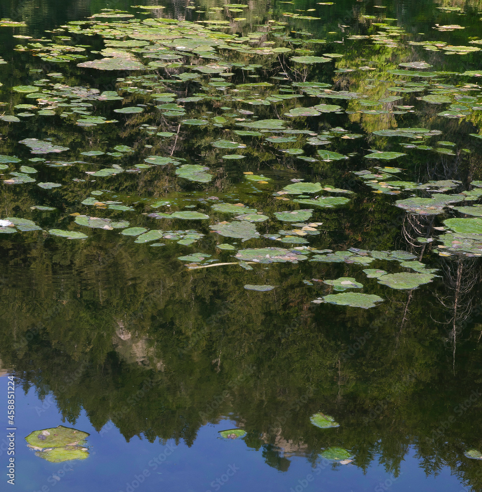 Foto de water lily pond - reflection in a lily pond - mountain ...