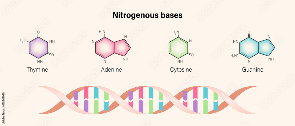 Nitrogenous base. Structure of DNA. Deoxyribonucleic acids. Sugar ...