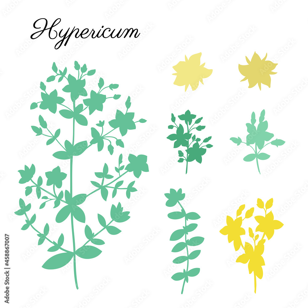 Hypericum, St. John's wort or Hartheu branch silhouette vector sketch ...