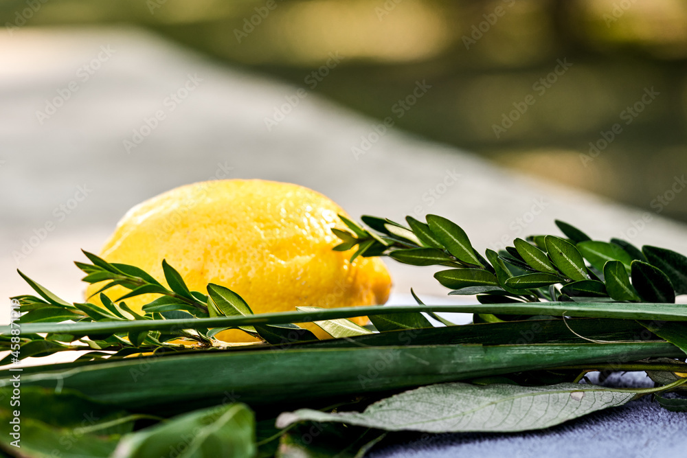 Symbols of jewish fall festival of Sukkot, lulav - etrog, palm branch ...