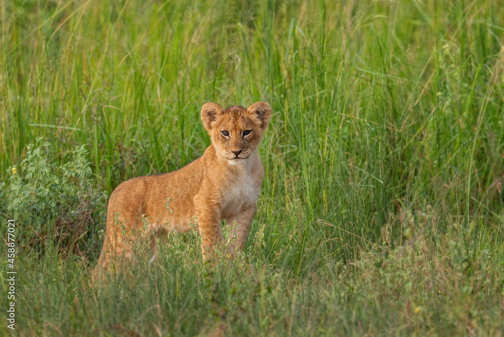 Lion cub - Panthera leo, iconic animal from African savannas, Murchison ...