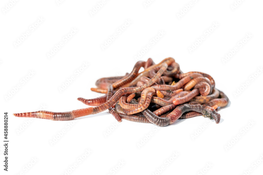Heap of worms. Curled wiggling pests or earthworms isolated on white ...