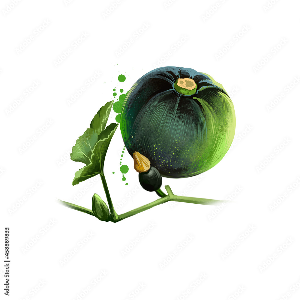 Digital art illustration of Gem squash, Cucurbita pepo, Pumpkin ...