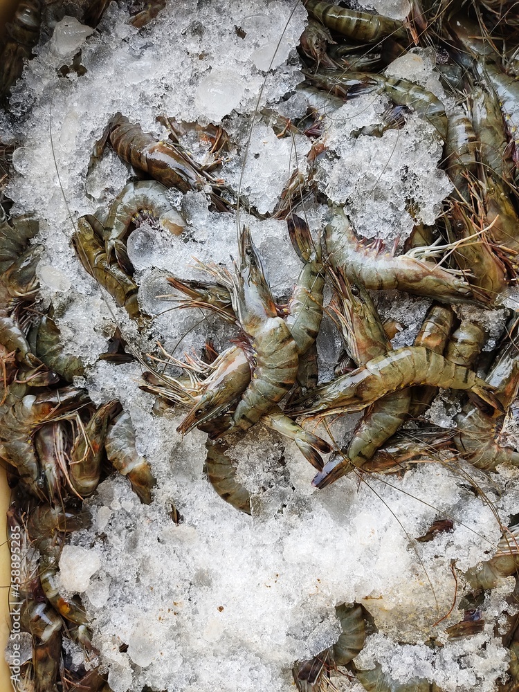 huge quanity of fresh big monodon tiger prawn with ice in a container ...