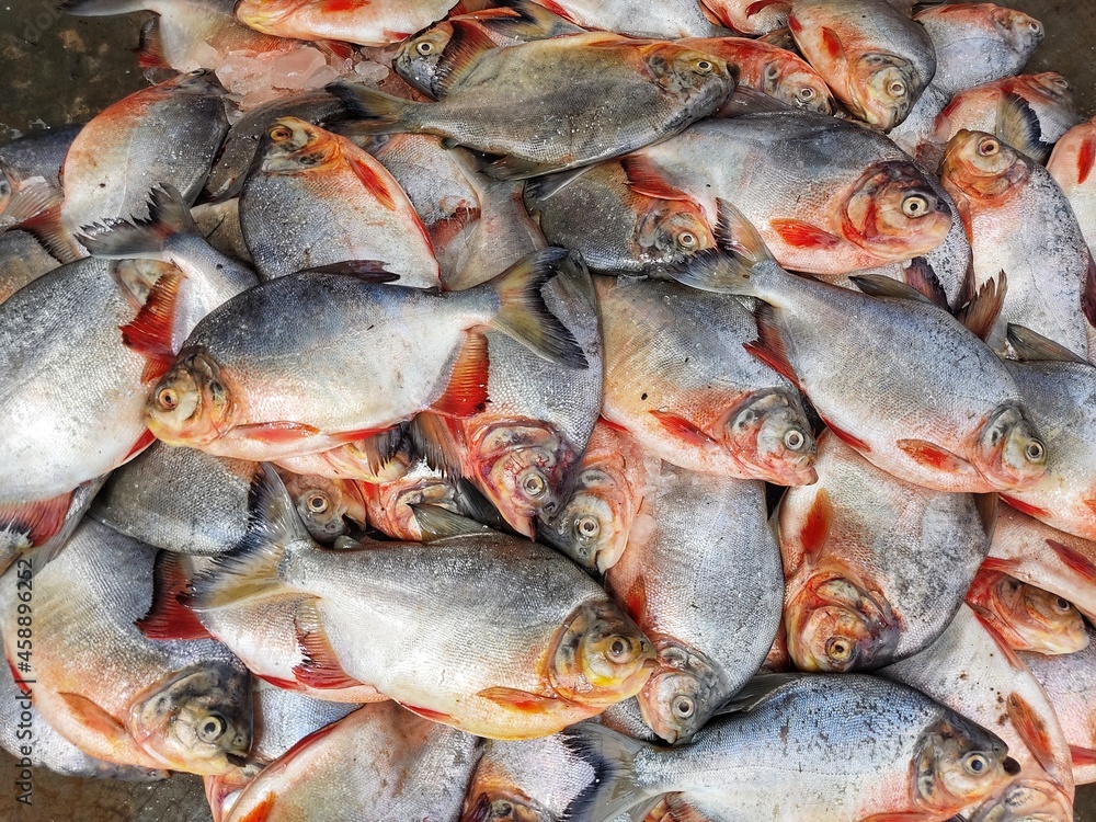 pile of pacu roopchandi fish on ground in indian fish market ...