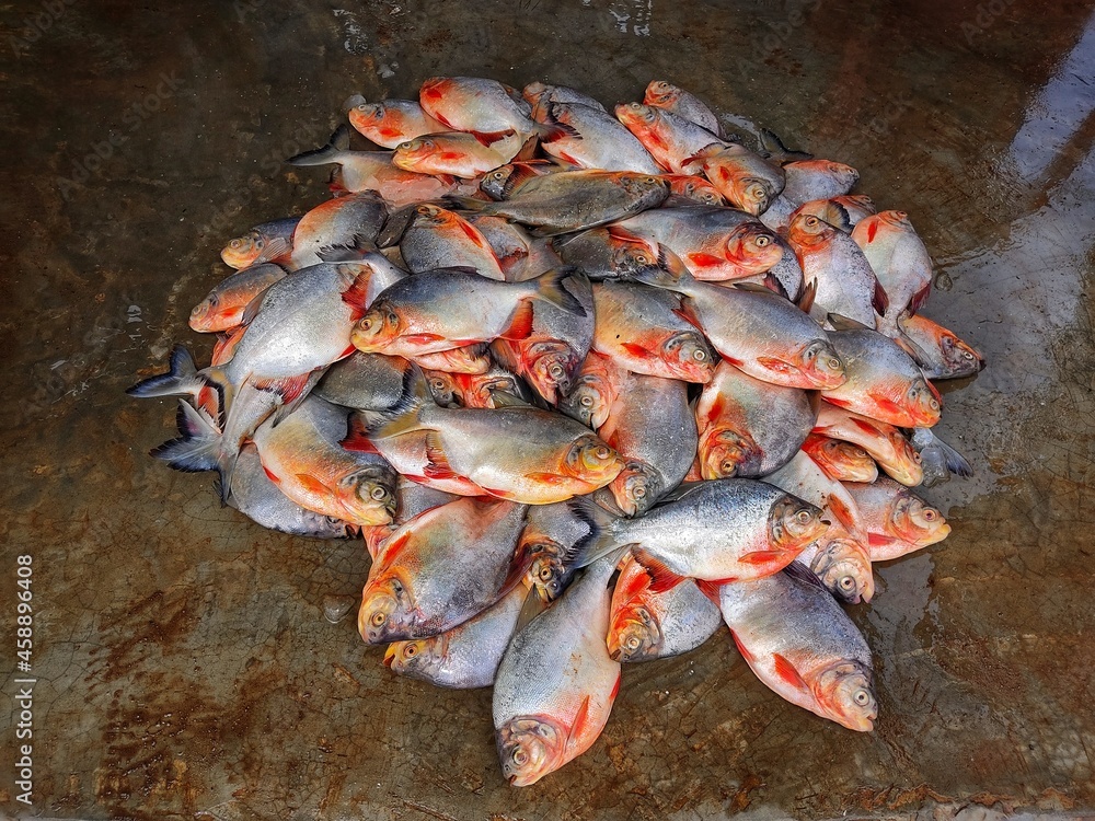 pile of pacu roopchandi fish on ground in indian fish market ...