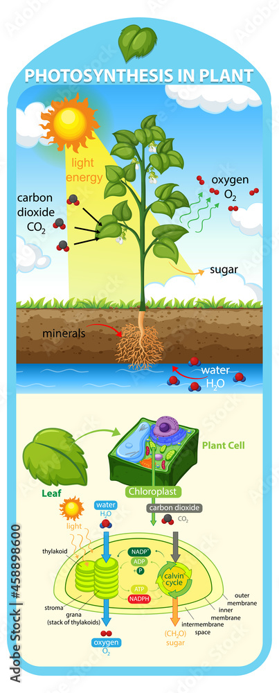 Diagram showing process of photosynthesis in plant Stock Vector | Adobe ...
