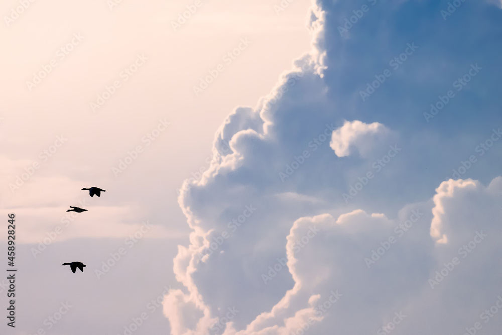 Birds flying in the sky, fleeing from very threatening clouds, storm ...