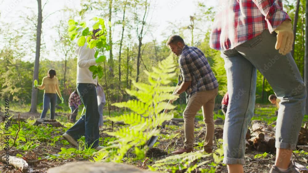 Group of happy eco activists plants tree at sunset. Diverse people is ...