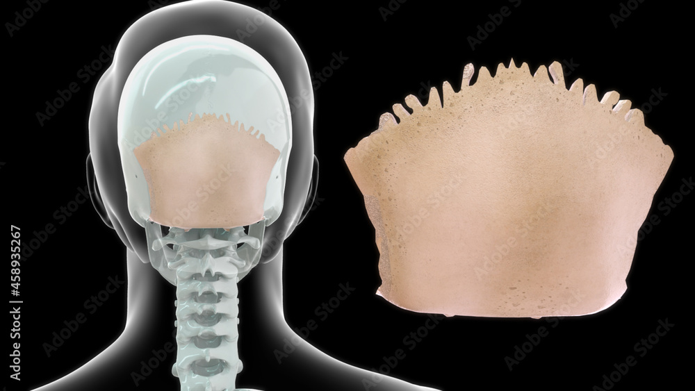 The occipital bone is a cranial dermal bone and the main bone of the ...