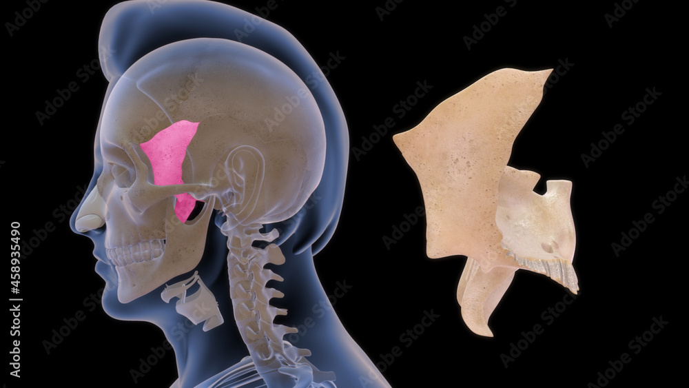 human sphenoid bone anatomy 3d illustration Stock Illustration | Adobe ...
